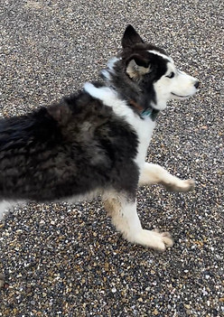 Husky Highway - Lost Huskies | Husky Halfway House